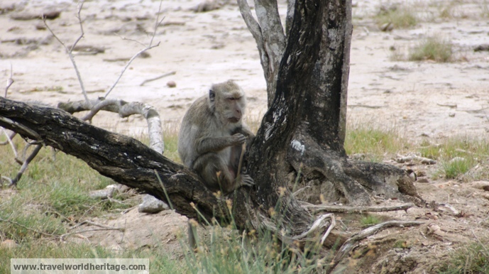 Komodo National Park - Travel World Heritage
