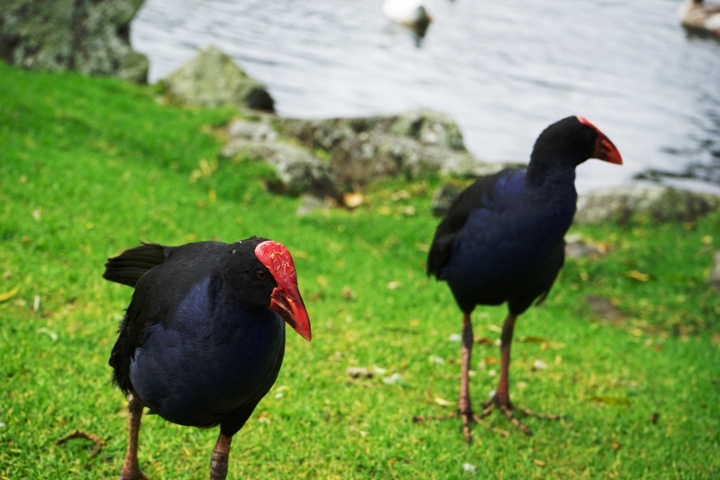 In Search of Pukekos - Travel World Heritage